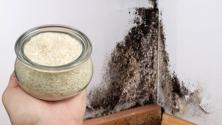 Combat Moisture and Mold Naturally with Rice: The Strongest Solution ...