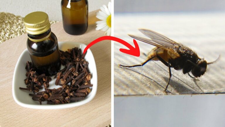 Say Goodbye to Flies and Mosquitoes: Use Cloves for a Natural Repellent ...