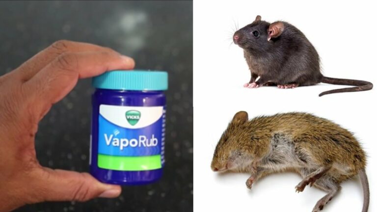 Magic Vicks VapoRub: How to Get Rid of Mice and Rats Naturally and ...