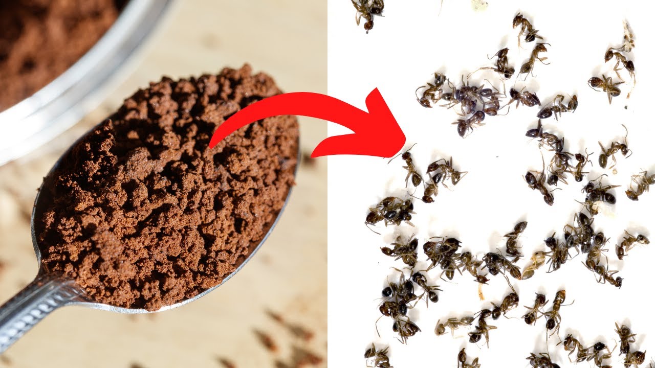 Harnessing Instant Coffee to Repel Ants, Mosquitoes, and Flies – Green ...