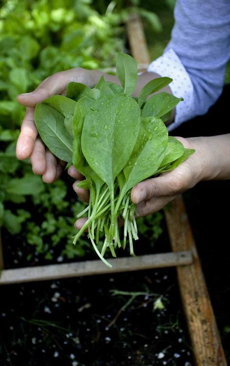 15 Things That Will Happen to Your Body If You Eat Spinach Every Day ...