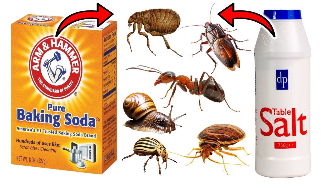 Ultimate Pest Control: Baking Soda & Salt Solution for Fleas, Bedbugs, Ants, Cockroaches, Slugs ...