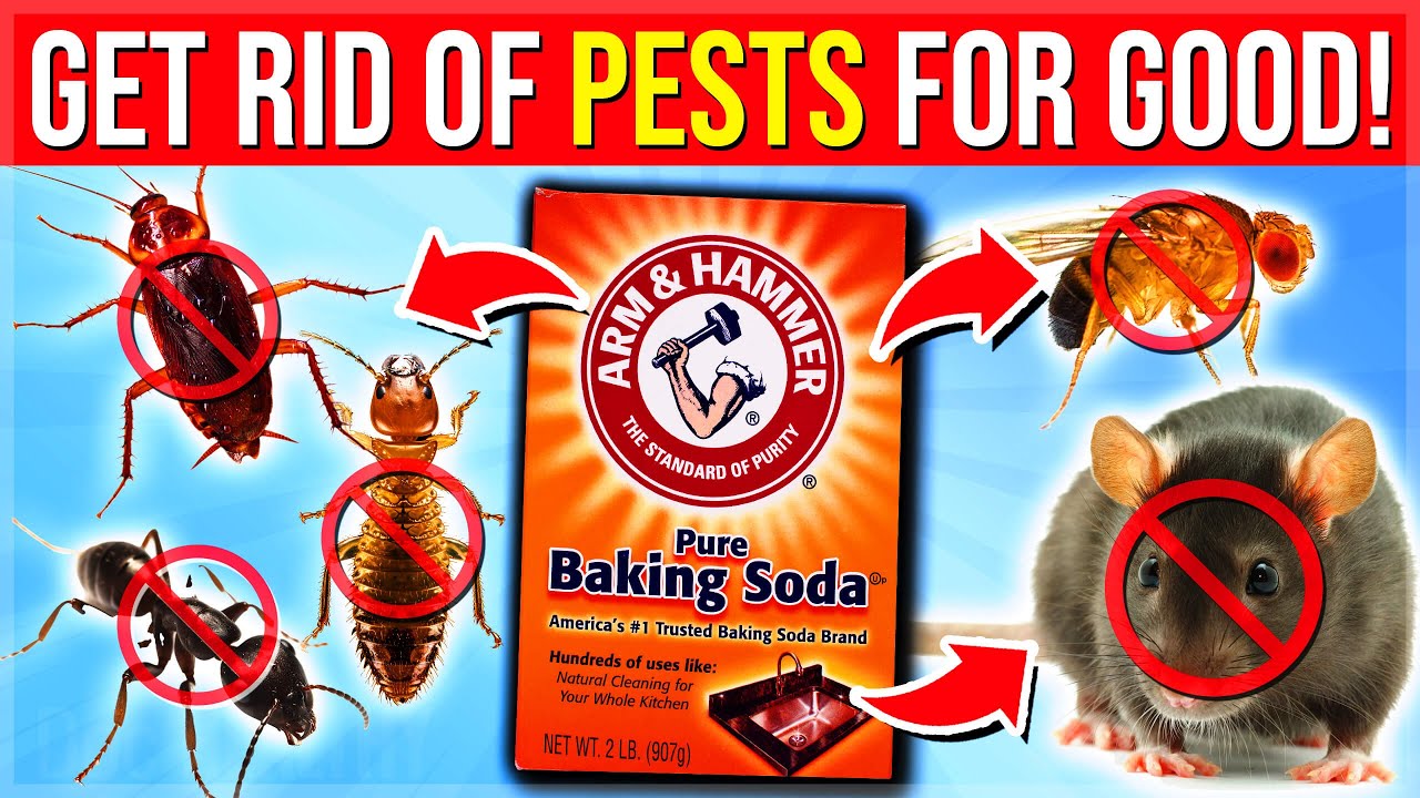 9 Baking Soda Hacks to Naturally Get Rid of Pests in Your Home – Green Tricks