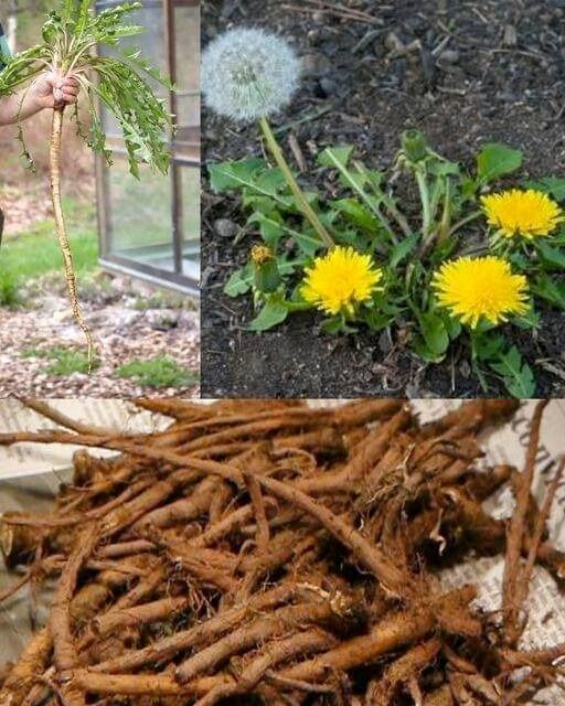 The Hidden Power of Dandelion Roots: Why They’re the Most Important ...