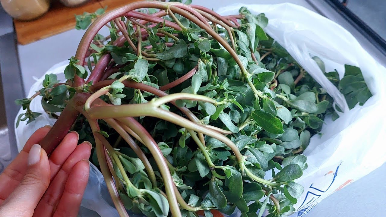Purslane Is Tastier Than Meat! 🇹🇷 Turkish Neighbors Taught Me How to ...