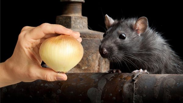 Just 1 Onion – And Mice and Rats Leave Forever! – Green Tricks