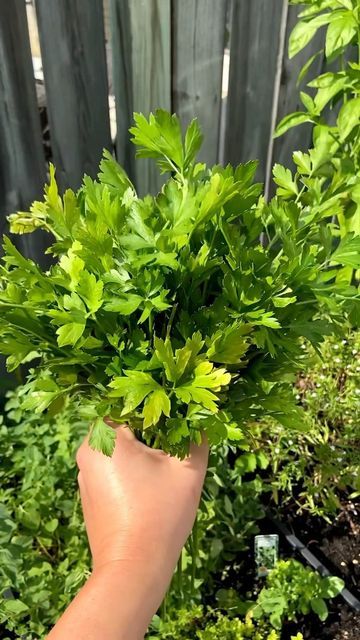 🌿 11 Benefits of Parsley You Should Know! | Health Benefits of Parsley 🌟 – Green Tricks