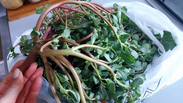 Purslane is tastier than meat! Neighbors from Turkey taught me how to ...