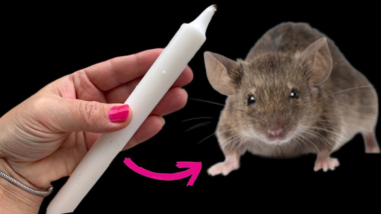 Get Rid of MICE and RATS with Just 1 CANDLE! 🕯️🚫🐭 – A Natural Repellent ...