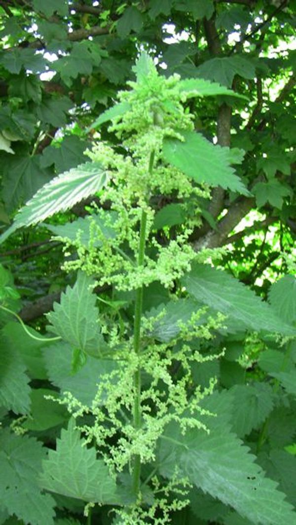 Discover the Secret Power of Nettle and Lemon Drink – Green Tricks