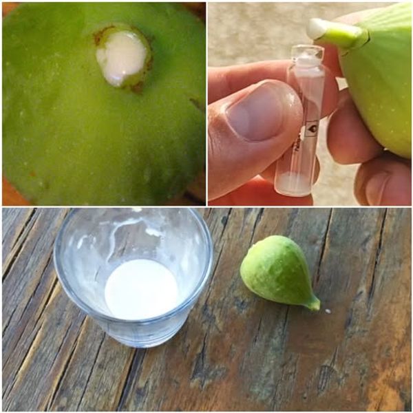 Discover the Magic of Fig Milky Sap – A Nature’s Remedy! 🌿 – Green Tricks