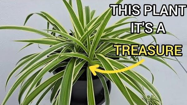 The Precious Ribbon Plant: A Valuable Addition to Your Home – Green Tricks