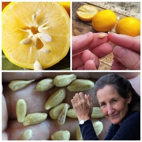 **Unlock the Hidden Benefits of Lemon Seeds** – Green Tricks