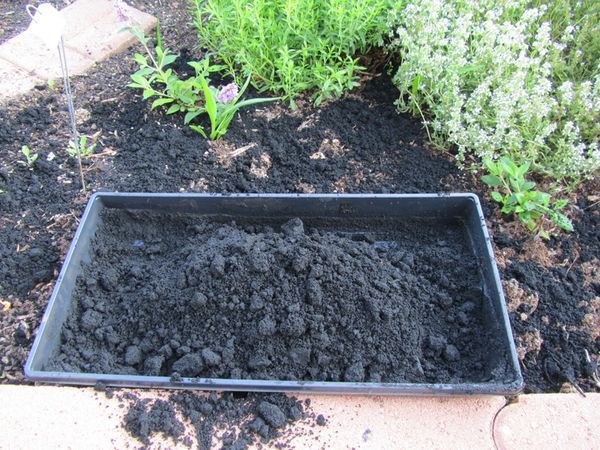 Exploring the Magic of Kopakopa: Insights into Indigenous Plant ...