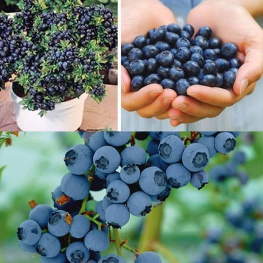 🫐 Stop Buying Blueberries! Here’s How to Grow a Never-Ending Supply at ...